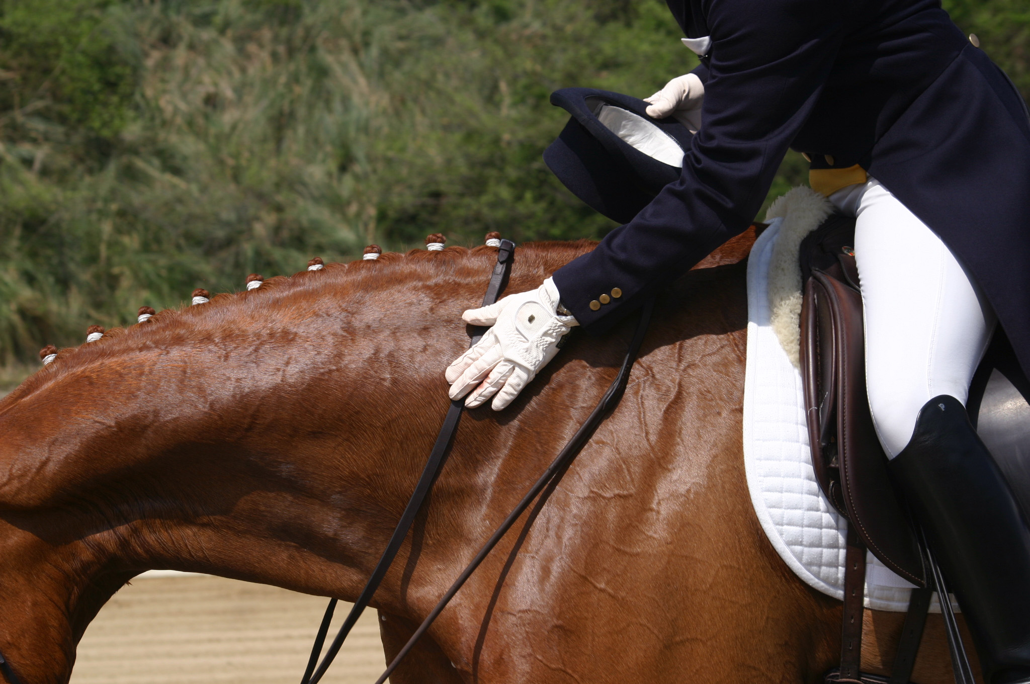 Concours de Dressage International de Nice | 2013 - Les News